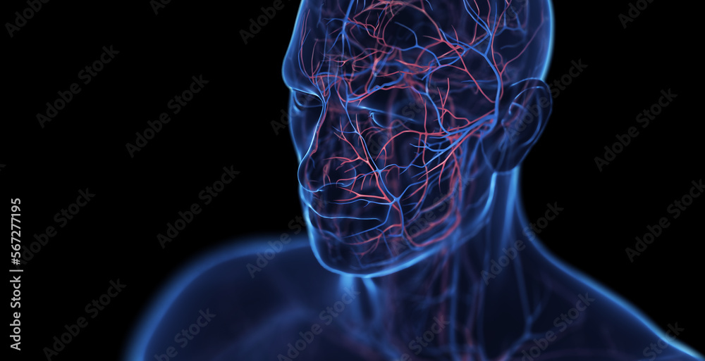 3d medical illustration of a man's head veins Stock Illustration ...