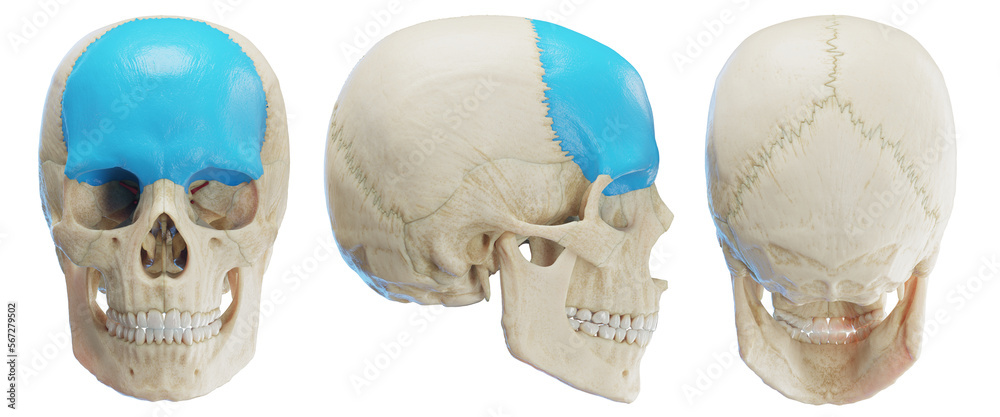 3d medical illustration of the human frontal bone Stock Illustration ...