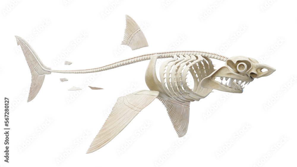 Hammerhead Shark Skeleton