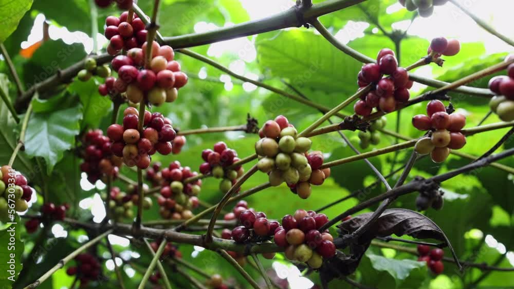 Untitled ProjectRipe red Robusta coffee beans ready for harvest ...