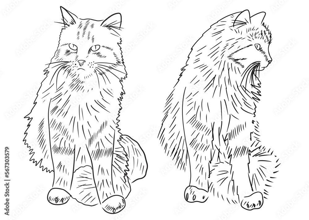 Realistic cat sitting drawing, front and side view in black isolated on ...