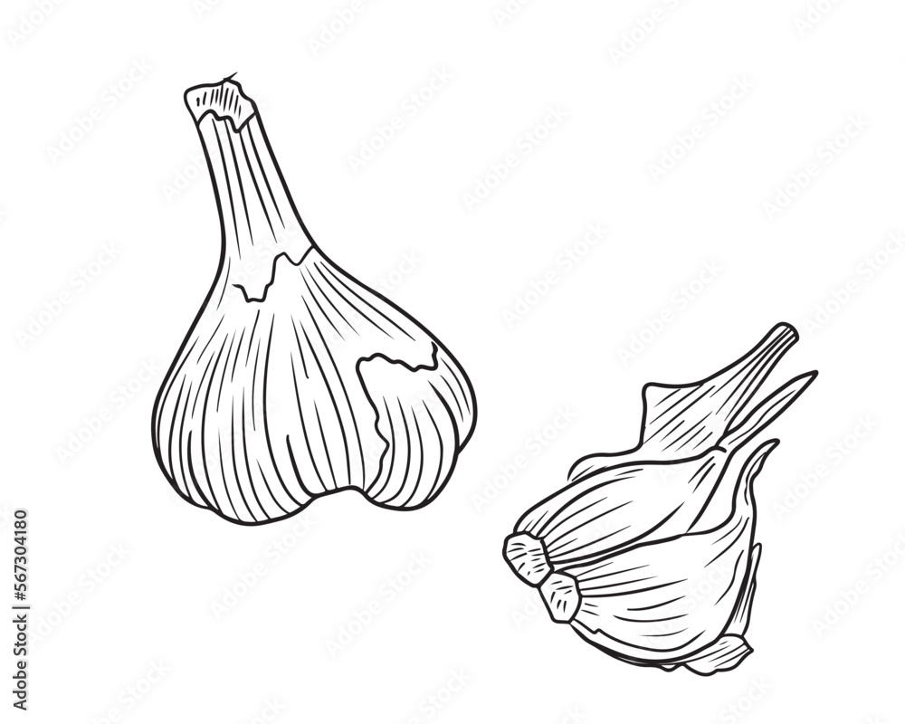Realistic whole garlic with two cloves in black isolated on white ...