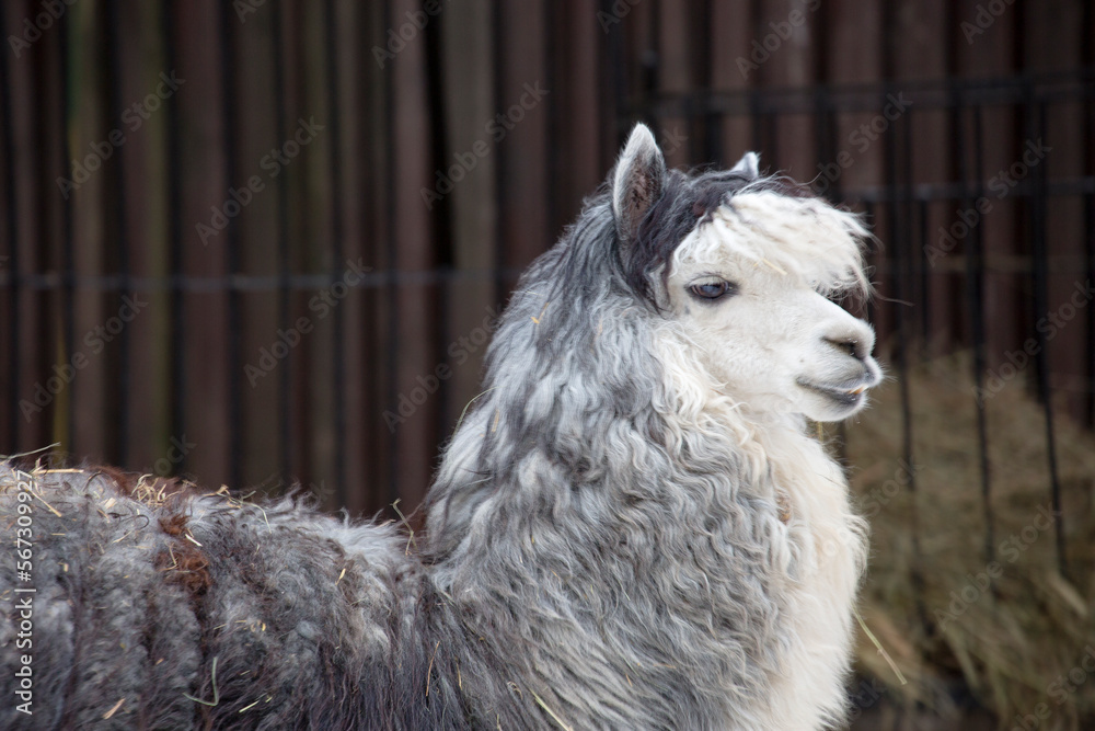 Alpaca (llama). This is a domestic artiodactyl animal from the camel ...