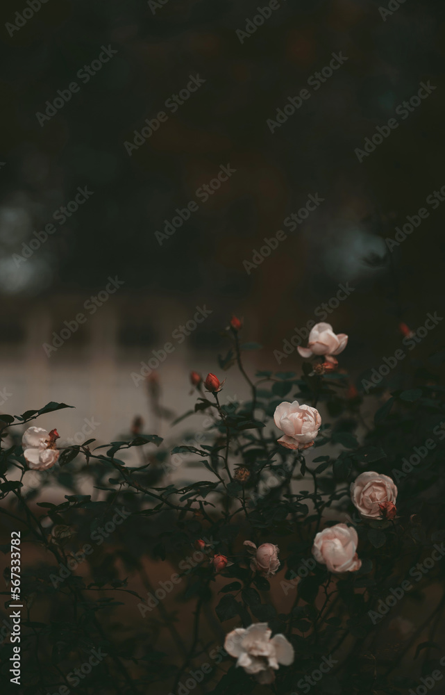 Moody rose garden, dark academia aesthetic Stock Photo | Adobe Stock