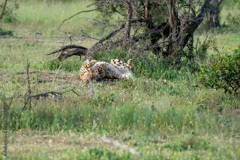 A cheetah is sleeping on its back with its front paws curled up and its ...