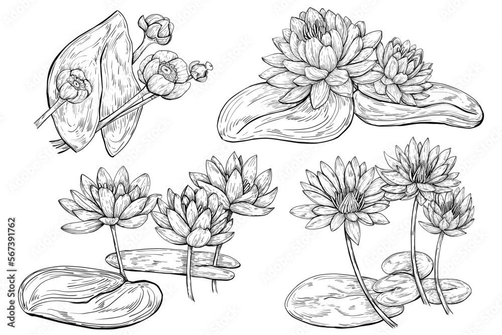 Hand drawing water lillyes. Botanical line drawing Stock Vector | Adobe ...