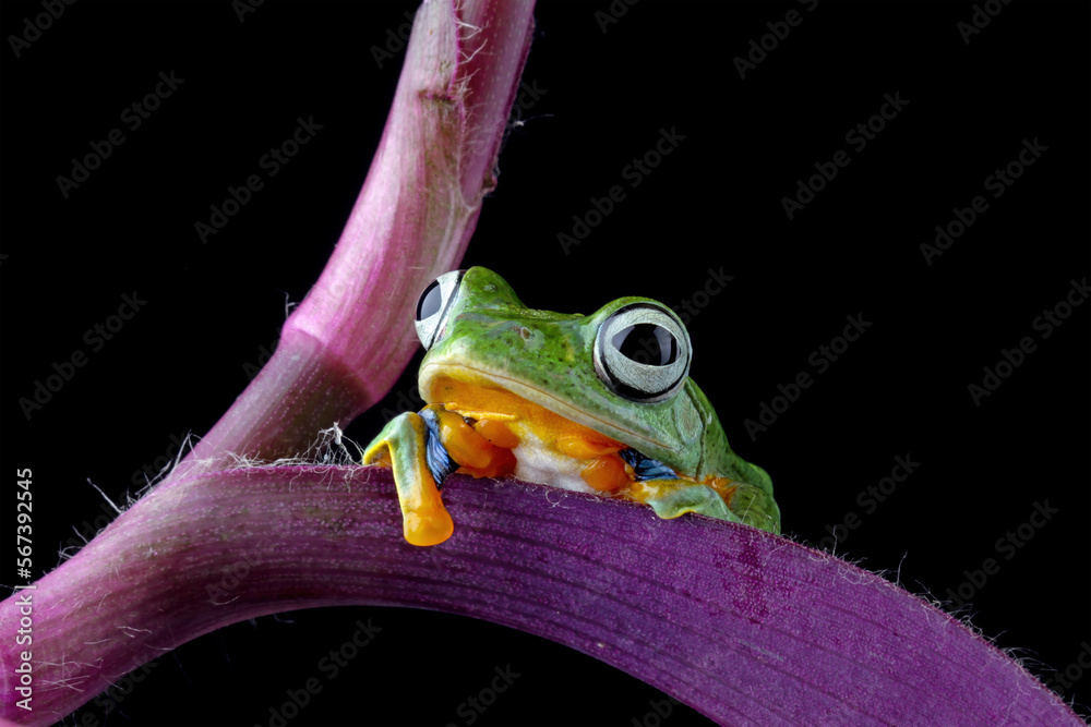Flying frog sitting on a purple leaf, javan tree frog side view ...