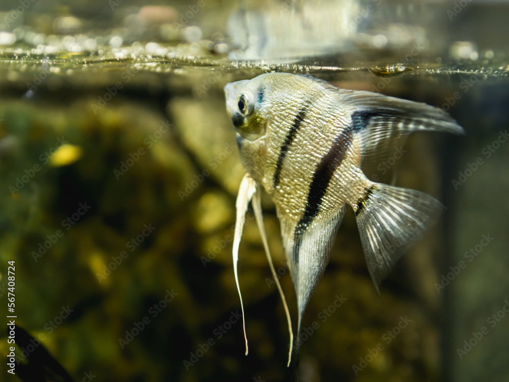 Floating Pterophyllum scalare or angelfish in tank. Freshwater aquarium ...