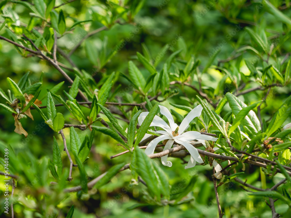 White flower of Magnolia stellata, sometimes called the star magnolia ...
