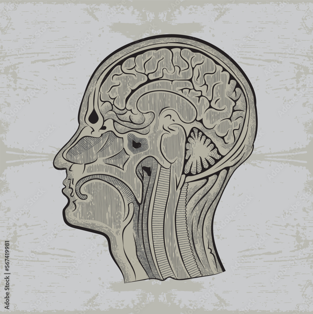 vector image of an anatomical drawing of a human head in a section ...