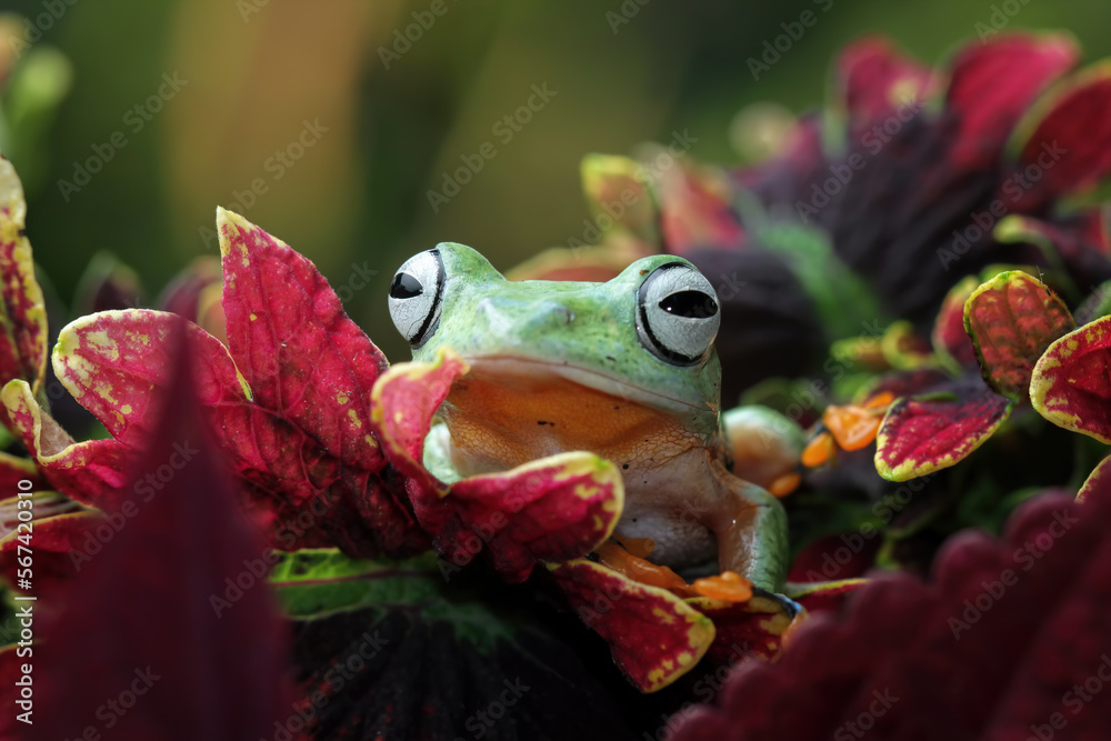 flying tree frog on leaves, Javan tree frog Rhacophorus reinwardtii ...