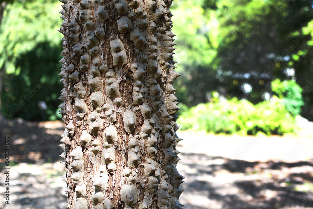 kapok tree (Ceiba Pubiflora), trunk with spines. Closeup textured and ...