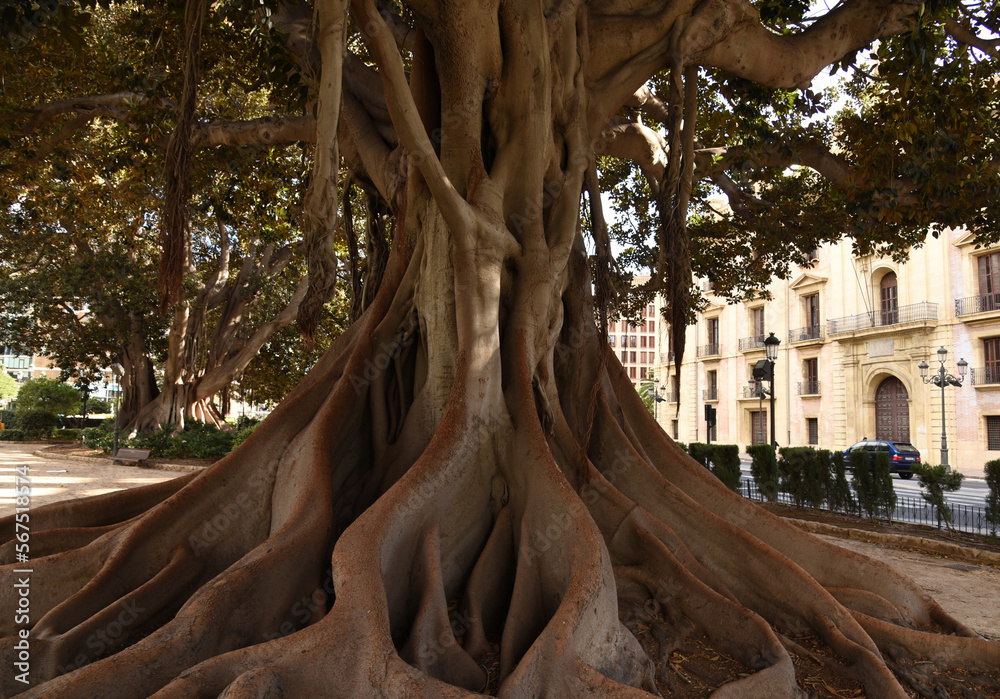 Ficus tree trunk. Thick trunk with roots of a large tree, background ...