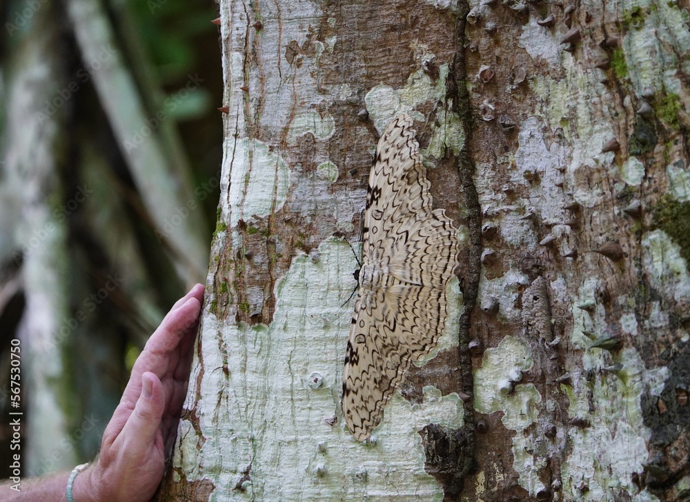 Birdwing moth, compare size of moth to left human hand (Thysania ...