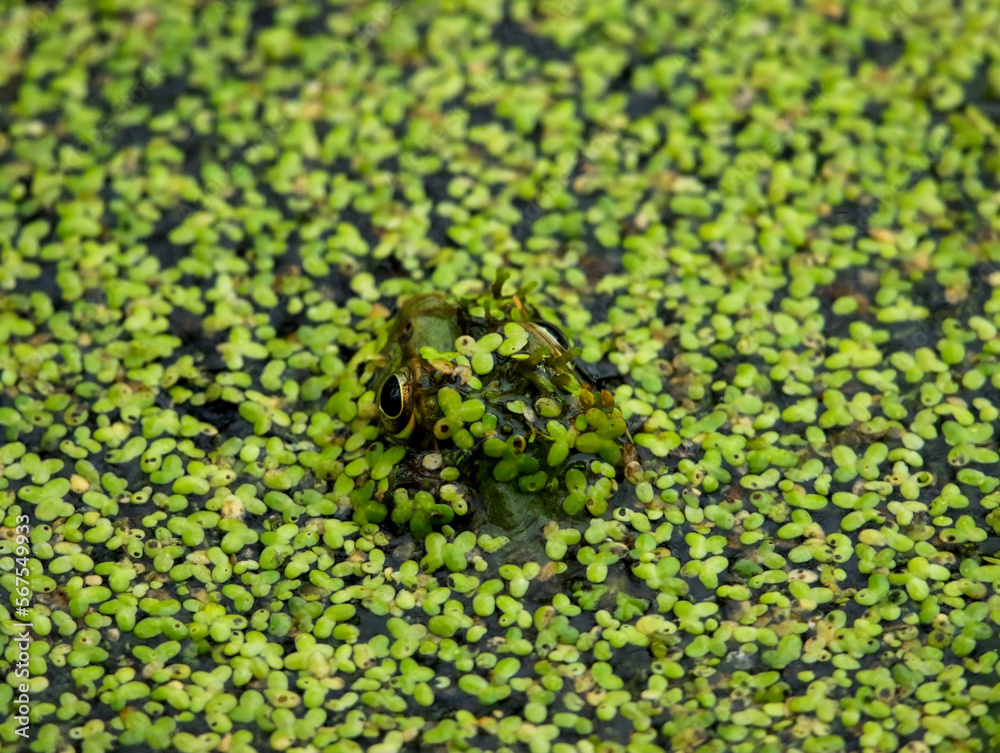 Peek-a-Boo! Frog Emerges from Algae-Filled Pond at Point Pelee Stock ...