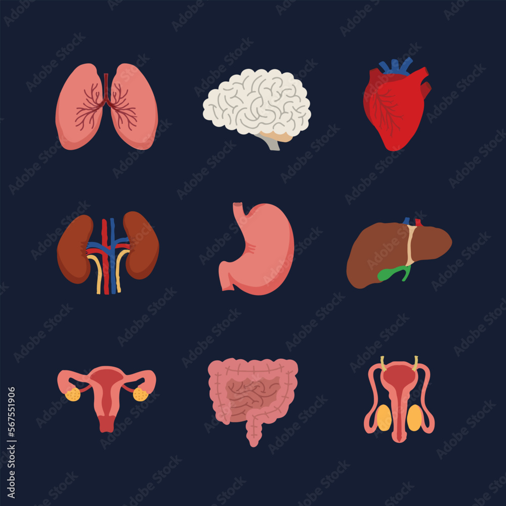 Internal organs. Human body anatomy organ icons, cartoon lungs and ...