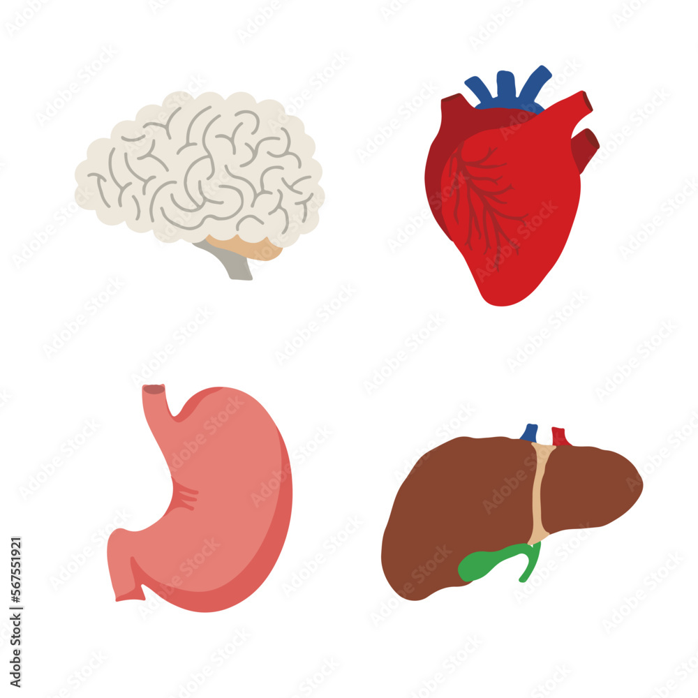 Human Internal organs, cartoon anatomy body parts brain and heart ... Human Internal organs, cartoon anatomy body parts brain and heart ...