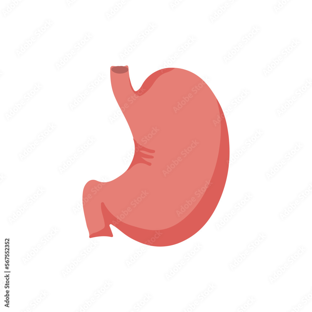 Human Internal organs, cartoon anatomy body part stomach, vector ...