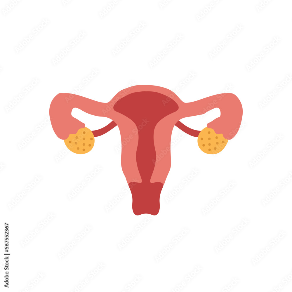 Human Internal Organs Cartoon Anatomy Body Part Female Reproductive