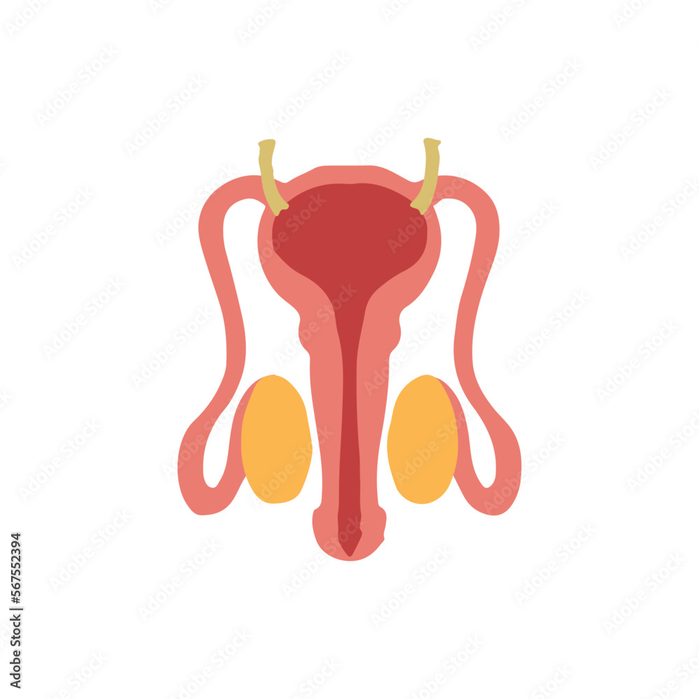 Human Internal organs, cartoon anatomy body part male reproductive ...