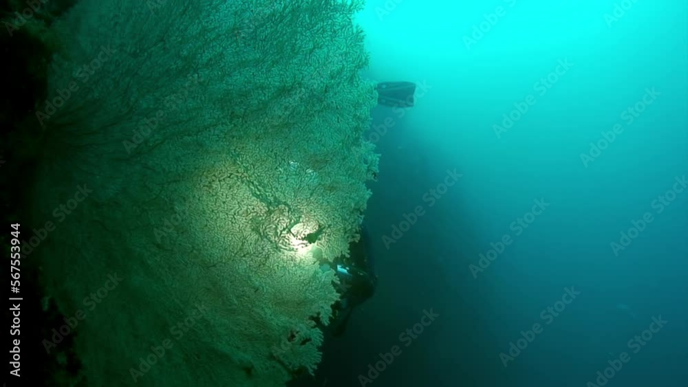 Underwater white tropical coral Gorgonaria on seabed in marine life of ...