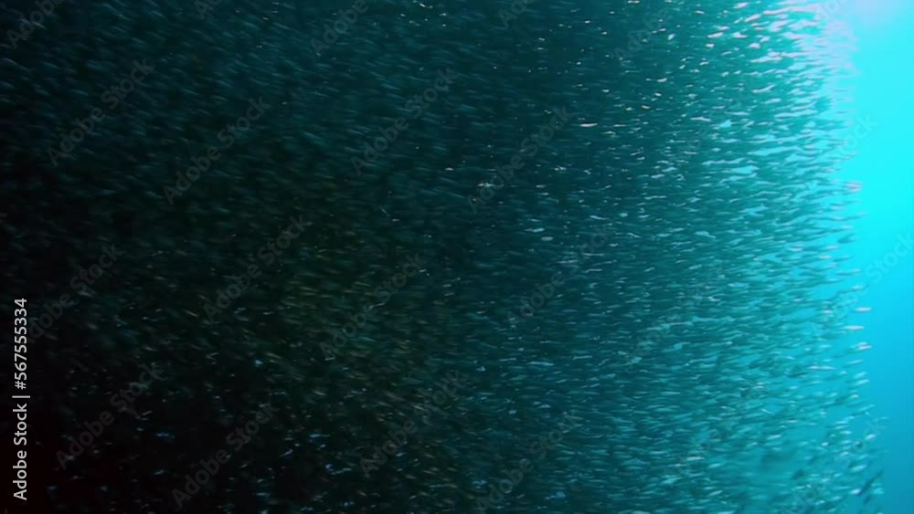 Schooling behavior of fish and underwater wildlife. Group fish of one ...