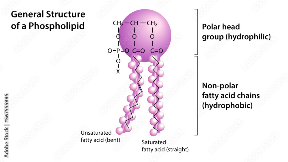 Phospholipid Structural Formula