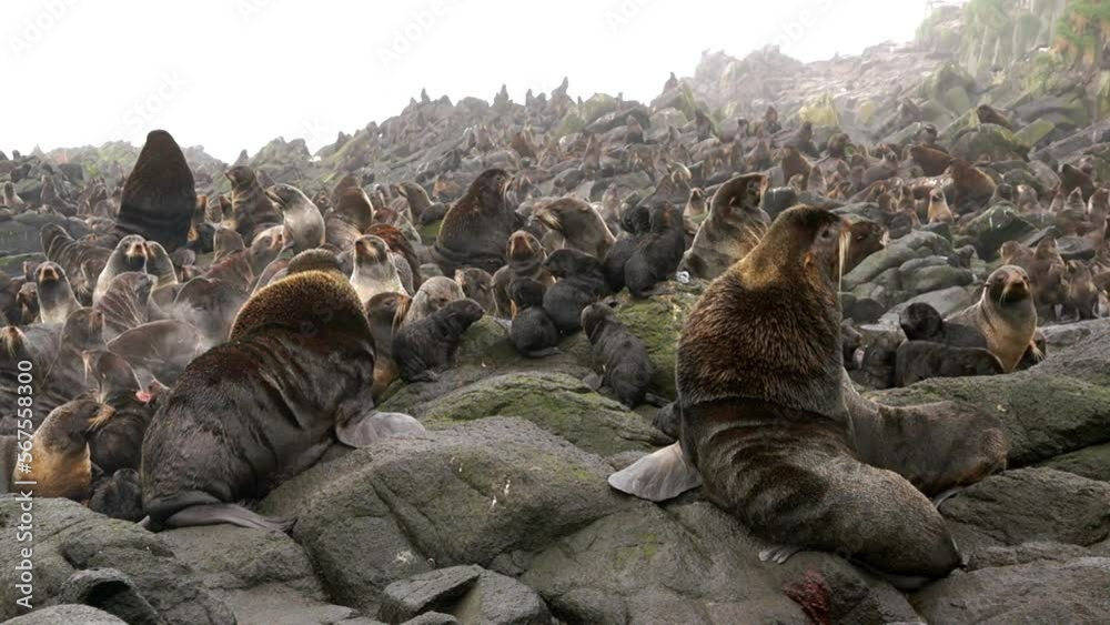 Family of northern fur seal Callorhinus ursinus eared Otariidae on ...