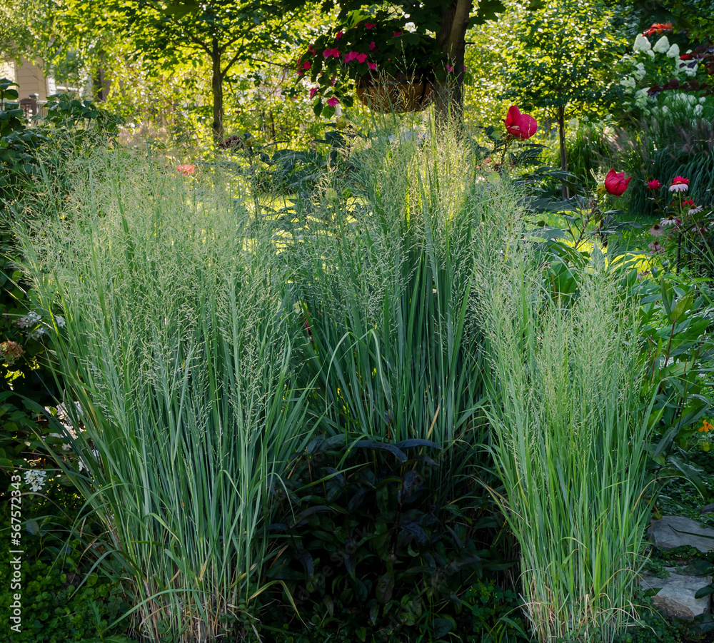 Native northwind grasses, panicum virgatum, providing a vertical ...