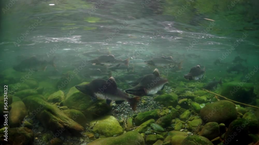 Injured Salmon fish with damaged skin underwater of Sea of Okhotsk ...