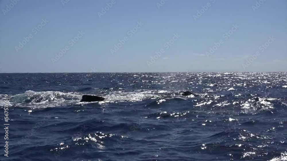 Humpback whale whale waves a fin out of the water in ocean. Sea animals ...