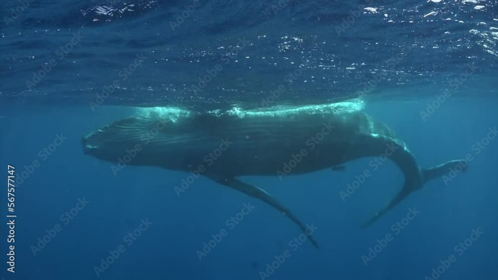 Close-up whale underwater with diver in Pacific Ocean. Humpback whale ...
