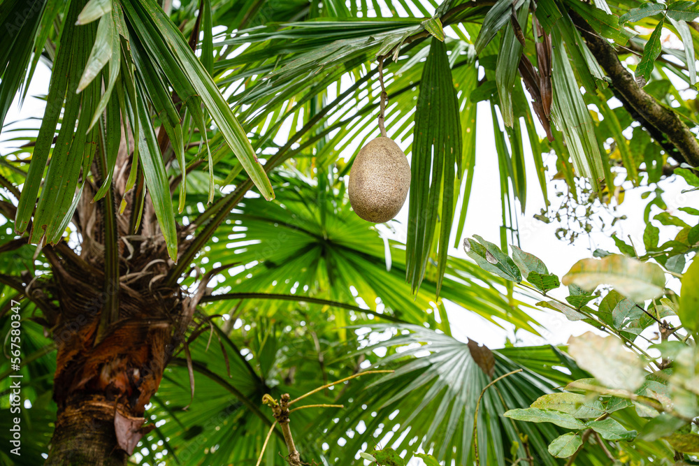 Kigelia is a genus of flowering plants in the family Bignoniaceae. The ...