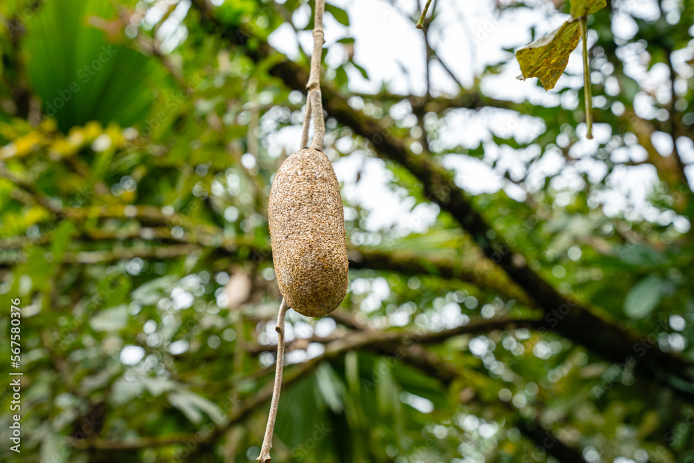 Kigelia is a genus of flowering plants in the family Bignoniaceae. The ...