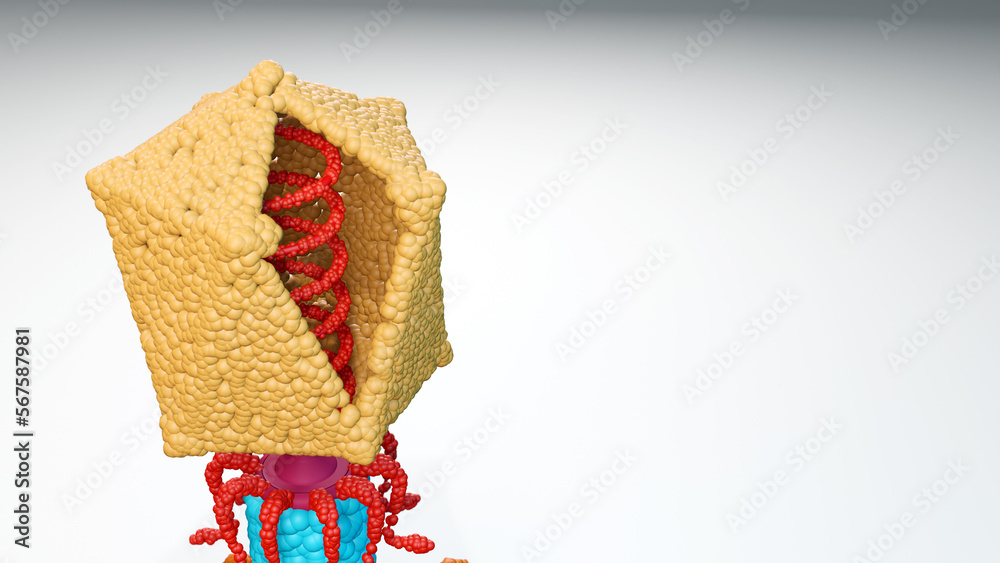 3D illustration depicted for the viral genome present inside the capsid ...