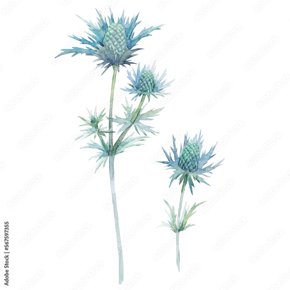 Beautiful floral stock illustration with hand drawn watercolor thistle ...