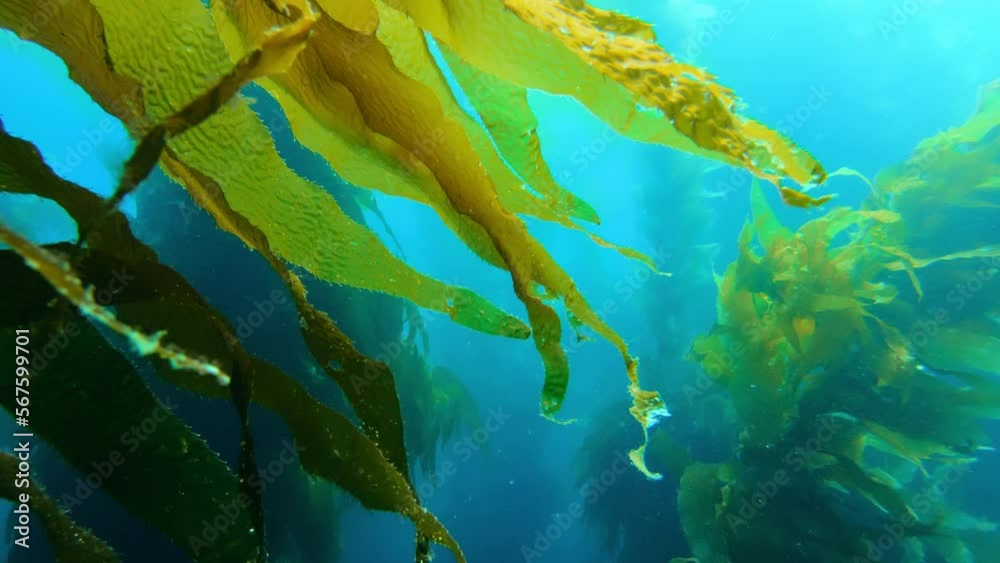 An awe-inspiring and enigmatic kelp forest contains the secrets of the ...