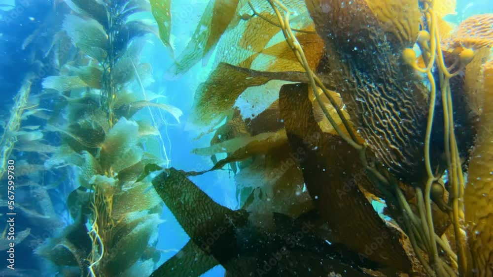 A magnificent and enigmatic kelp forest shrouds the richness of sea ...