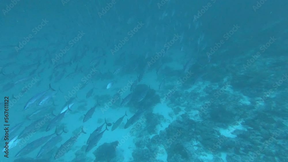 School of tuna tunny fish on the blue background of the sea under water ...