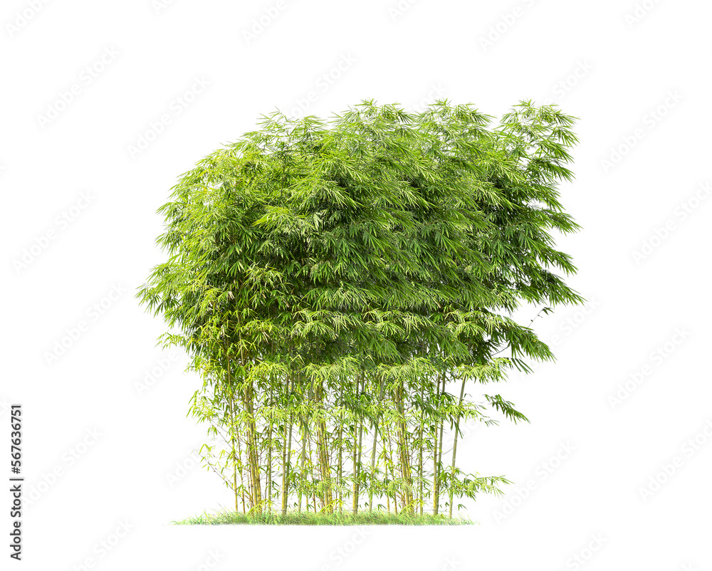 Green bamboo tree isolated on transparent background with clipping path ...