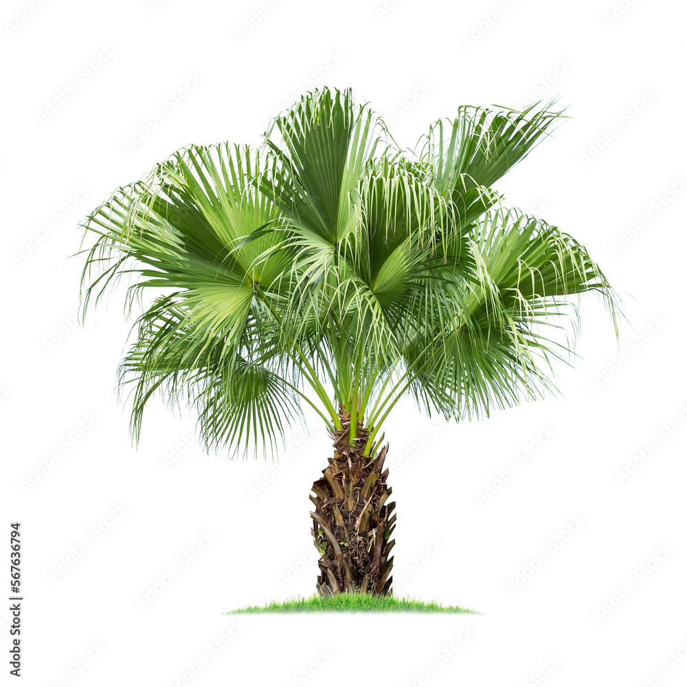 Green palm tree isolated on transparent background with clipping path ...