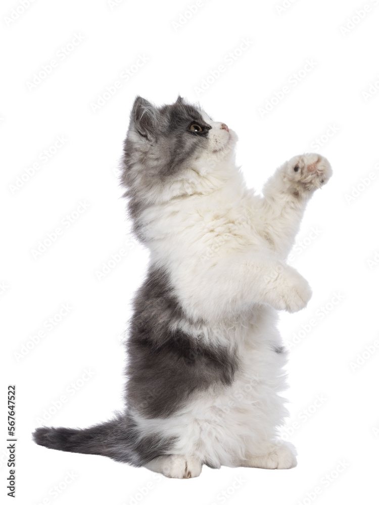 very cute blue with white Tailed Cymric aka Longhaired Manx cat kitten ...