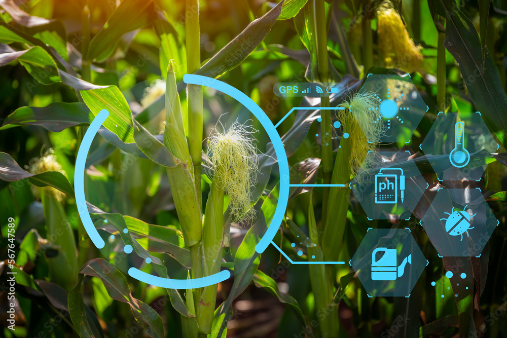 Smart farming with sweet corn seeding green leaf with infographics or ...