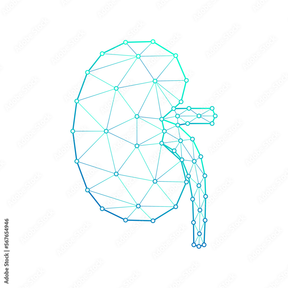 Human Kidney Urinary System Polygonal Low Poly Triangulated Mesh ...
