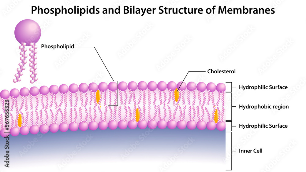 Phospholipids and Bilayer Structure of Membranes - Vector Medical Illustration Stock ...