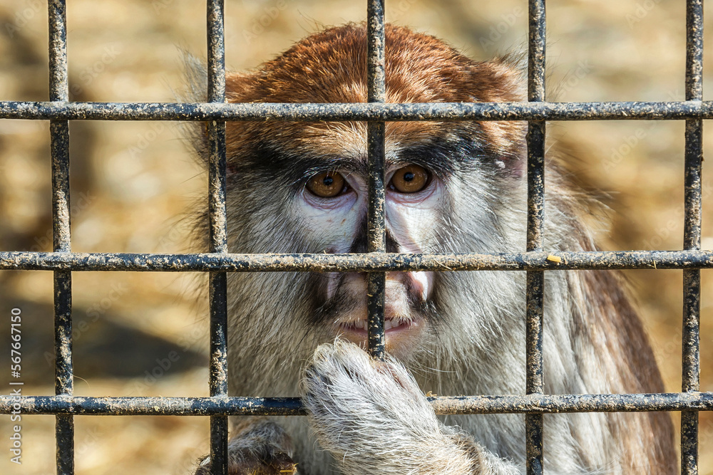 Wild animals. Monkey with a sad look sits behind a metal lattice Stock ...