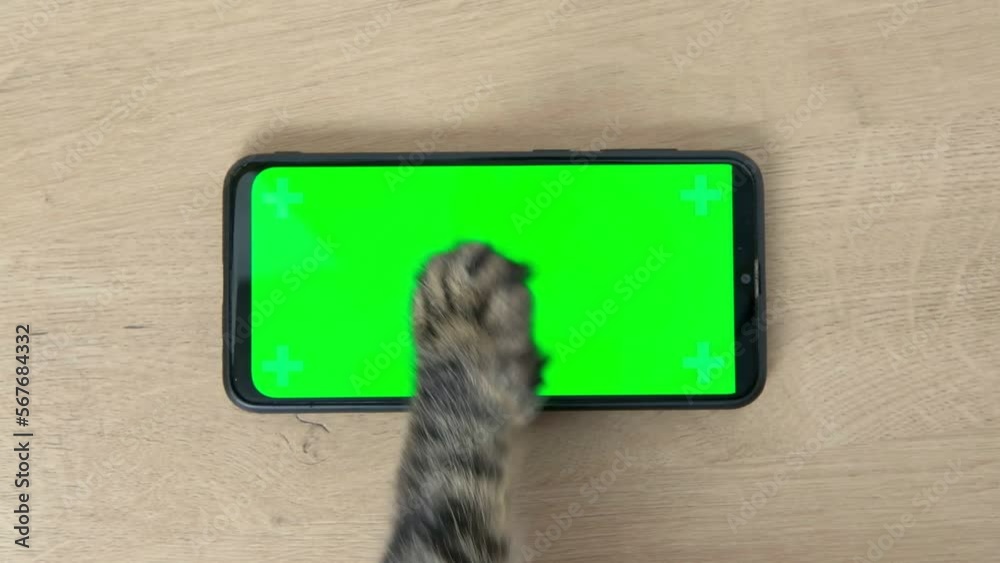 Vidéo Stock Cat paw touching, clicking, tapping and swiping phone with ...