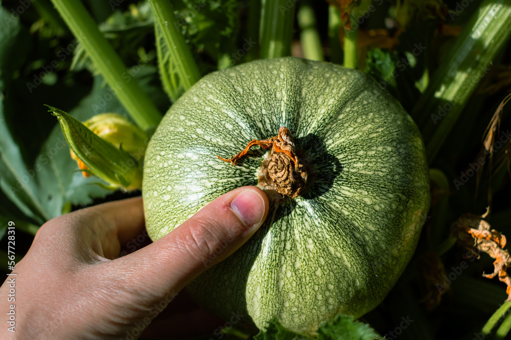 Round zucchini from Nice in eco garden, cucurbita pepo Stock Photo ...