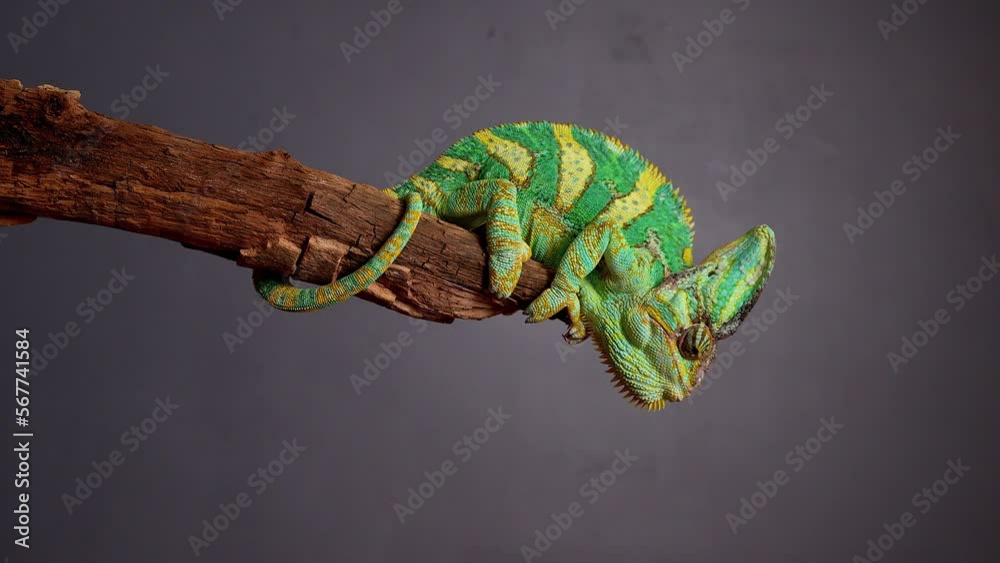 Veiled Chameleon, Chamaeleo calyptratus, sits on branch and look in ...