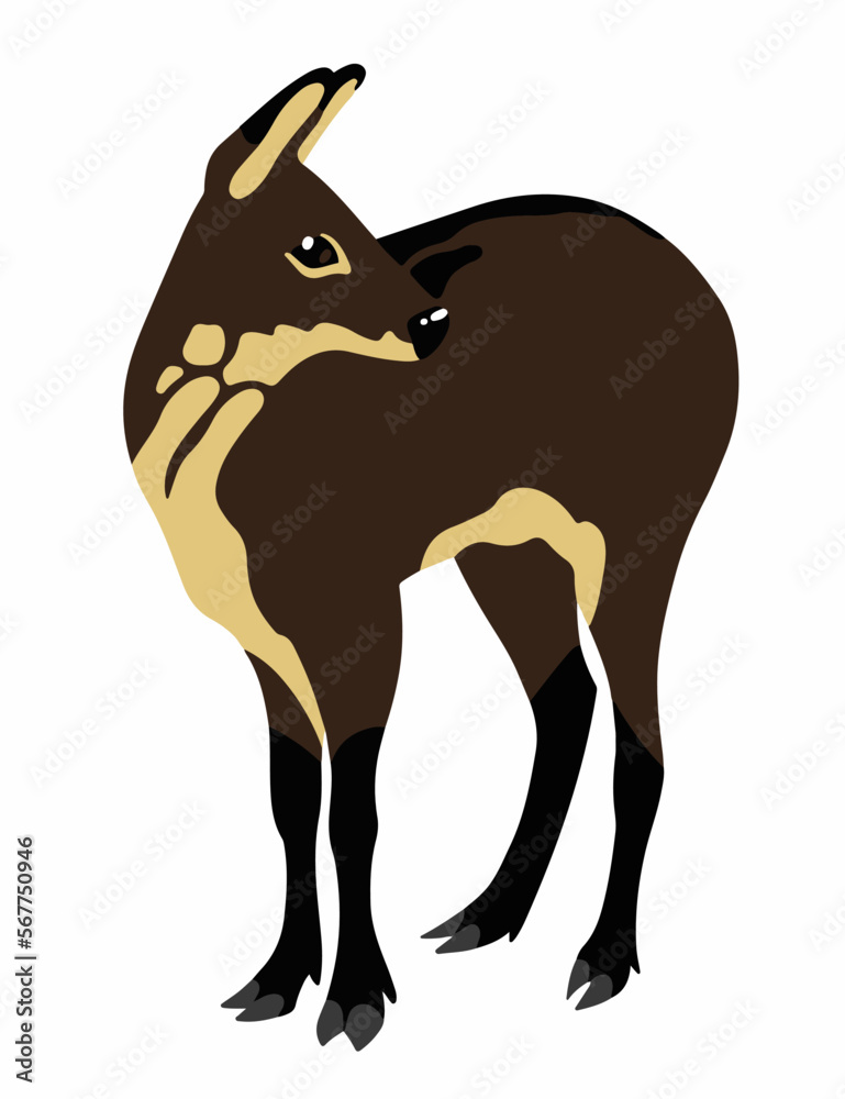 Siberian musk deer cartoon illustration isolated on white Stock Vector ...